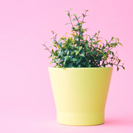 Wall Frame - Bloopers